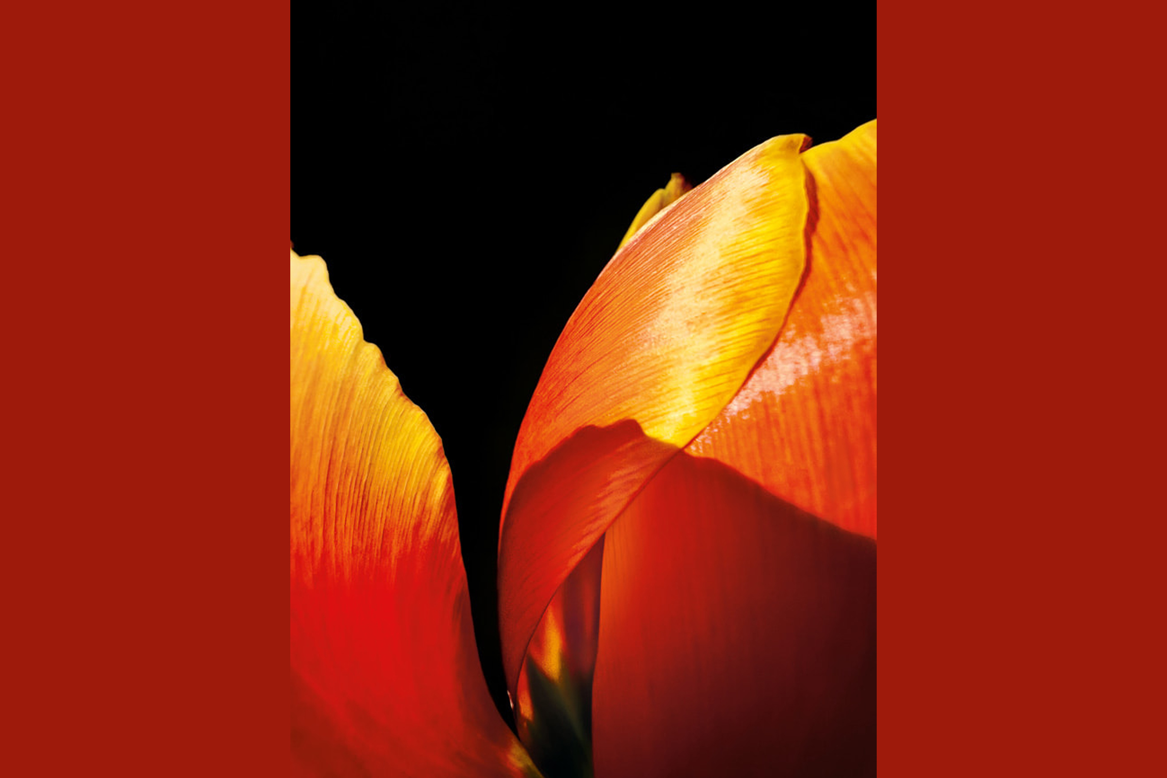 These amazing macro photos were all shot on the iPhone 13 Pro and Pro ...