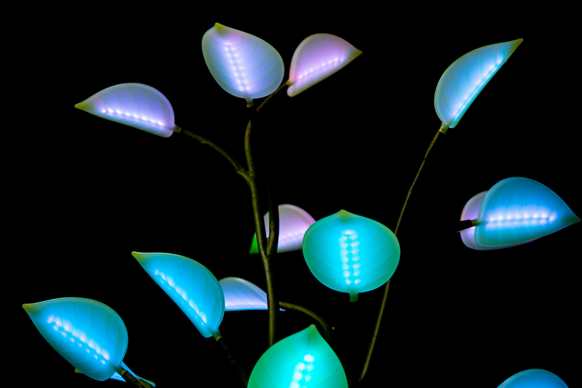 Fluora review: LED accent lighting and houseplant in one | TechHive