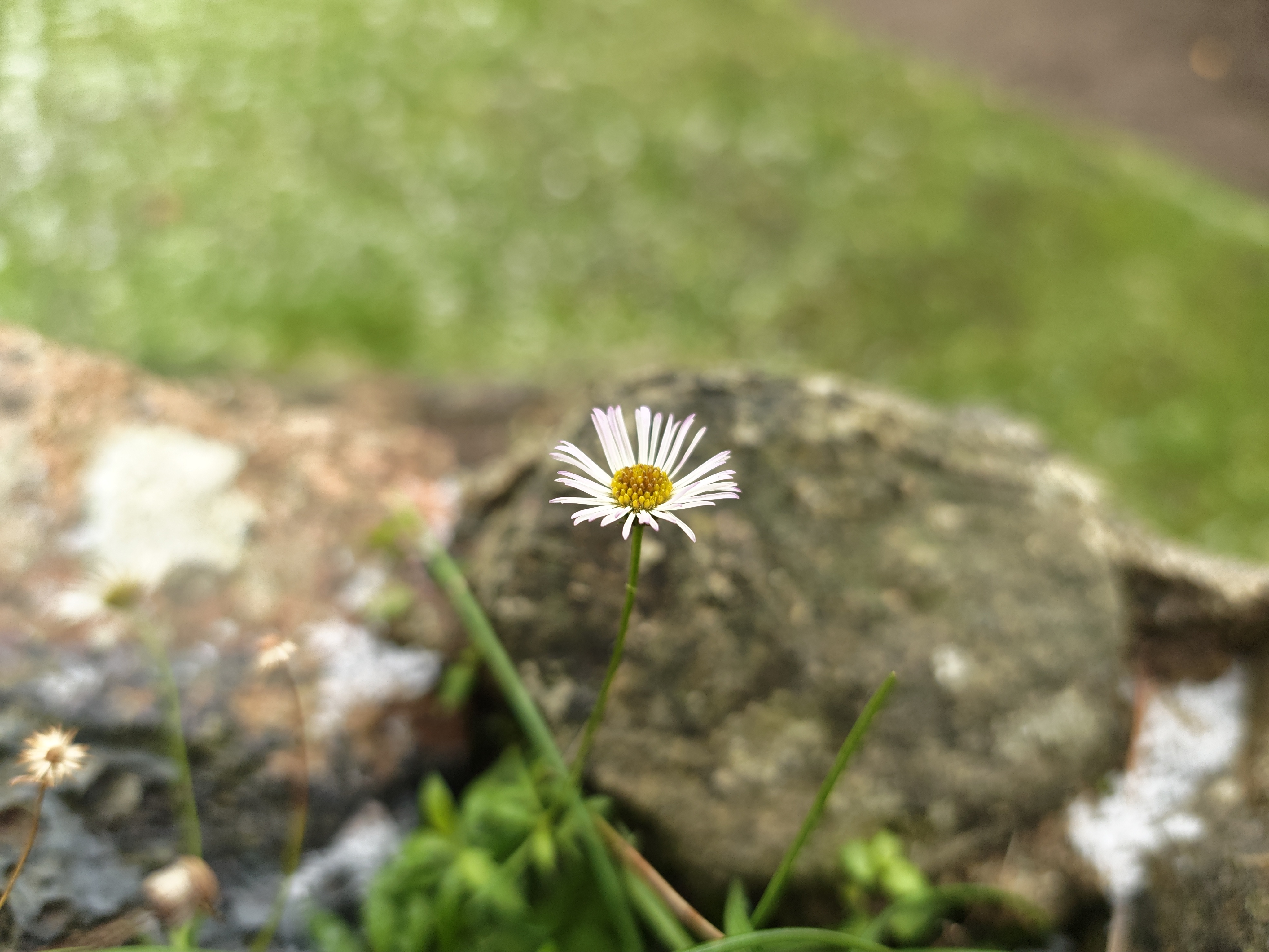 Honor Magic 8 Pro vs Google Pixel 10 Pro Camera Comparison Review ...